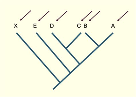 Bio Exam 1 Chapter 23 Flashcards Quizlet