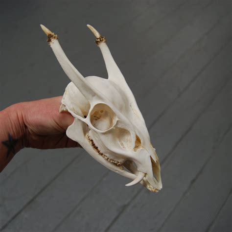 Exquisite Muntjac Skull With Impressive Fangs Unique Curiosity Deer