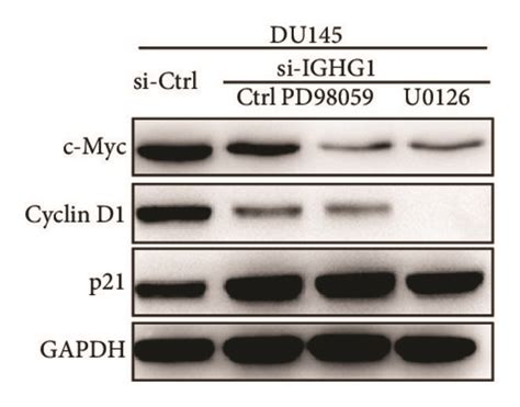 Inhibition Of Mekerk Pathway By Inhibitors Confers The Inhibition