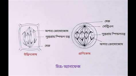 উদ্ভিদ ও প্রাণিকোষের অ্যানাফেজ এর চিহ্নিত চিত্র অঙ্কন পদ্ধতি। অ্যানাফেজ