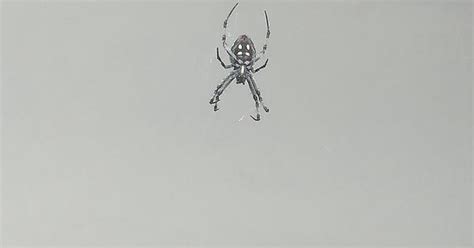 Spiders Album On Imgur