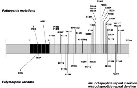 Definite Or Suspected Pathogenic Mutations Are Shown Above This
