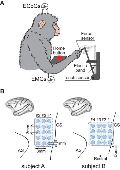Behavioral Task And ECoG Electrode Locations A Monkeys Performed Download Scientific Diagram