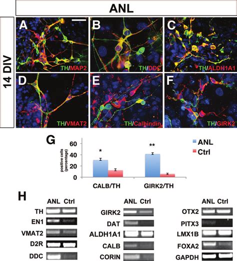 Imr90 Human Induced Pluripotent Stem Cell Hipsc Derived Dopamine Da