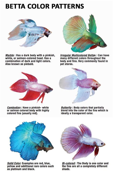 Betta Types