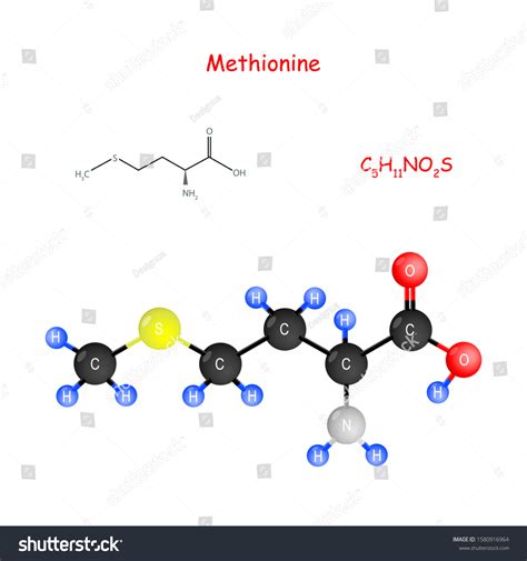 Methionine Essential Amino Acid Biosynthesis Proteins Stock Vector