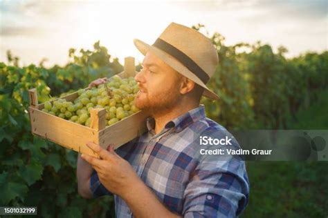 어깨에 큰 수확을 한 포도 상자를 들고 있는 젊은 농부 포도 재배자의 옆모습 30 34세에 대한 스톡 사진 및 기타 이미지