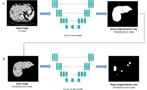 Automatic Segmentation Process A The Liver U Net Model Receives The