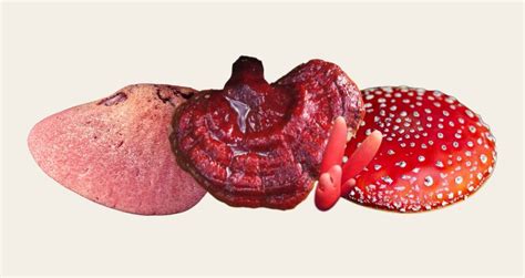 Red Mushroom Roundup 4 Varieties From Edible To Deadly