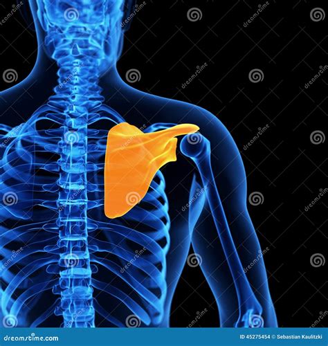 The Shoulder Blade Stock Illustration Illustration Of Male 45275454