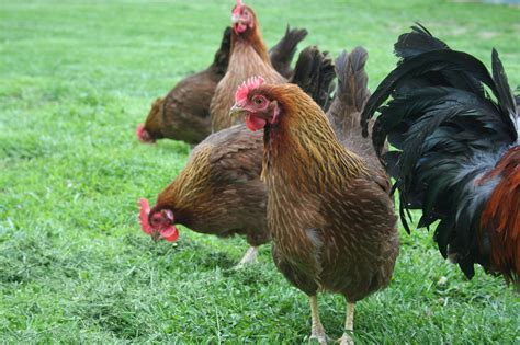 Welsummer Rooster