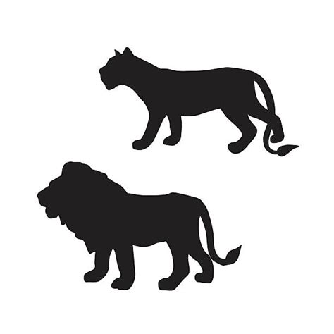 4 000 Lion Fond Blanc Stock Illustrations Graphiques Vectoriels Libre