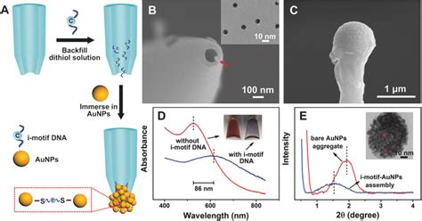 A Schematic Diagram For The Self‐assembly Process Of Ph‐sensitive Gps