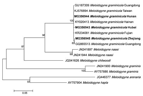Maximum Likelihood Tree Showing The Phylogenetic Relationships Of