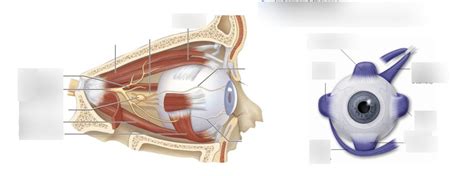 Final Practical Set 4 Diagram Quizlet