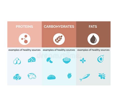 Proteins Fats Carbohydrates Stock Vector Illustration Of Proteins