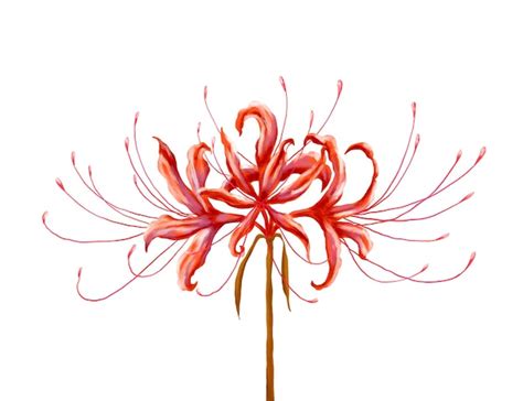 Premium Psd Red Spider Lily