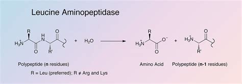 Leucine Aminopeptidase Worthington Enzyme Manual Worthington