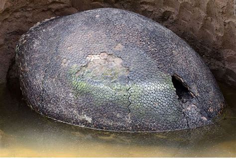 Do You Know The Discovery Of Dinosaur Eggs
