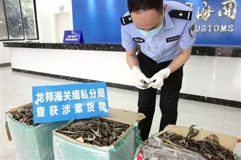 广西龙邦海关缉私分局查获涉嫌走私海马干10635尾腾讯新闻