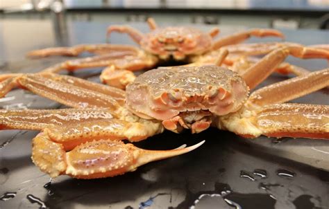 Perubahan Iklim Jadi Penyebab Kematian Massal Kepiting Salju Alaska
