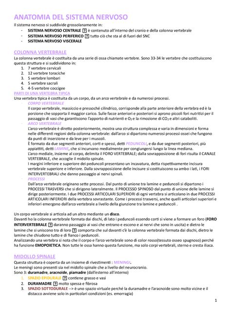 Anatomia Del Sistema Nervoso Summaries Anatomy Docsity