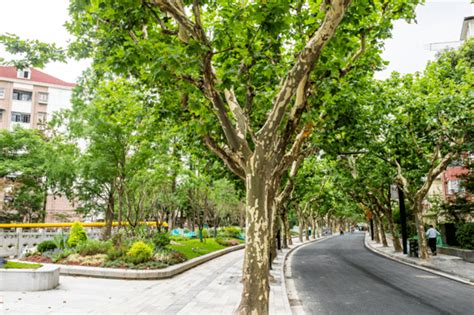 【便民】今年全市架空线入地和杆箱整治工程已竣工114公里道路