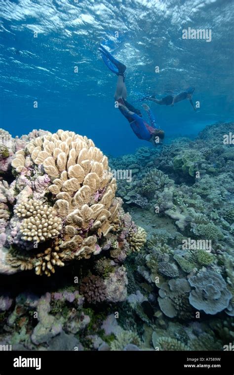 Free Divers Explore The Pristine Reef Jaboan Rongelap Atoll Marshall