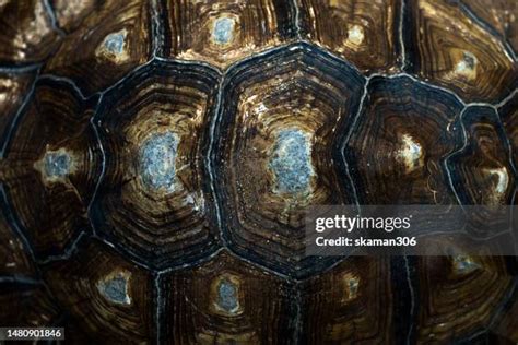 Tutle Shell Photos And Premium High Res Pictures Getty Images