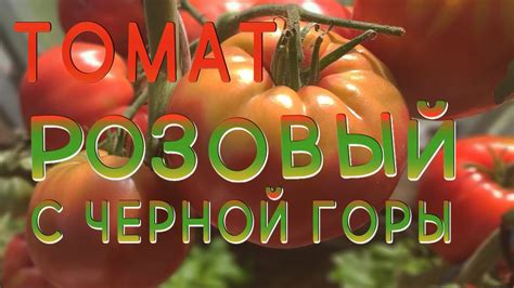 Томат Розовый с черной горы. Красавец-помидор #томат #сортатоматов # ...