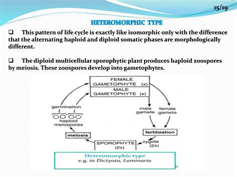 Ppt Life Cycle Pattern And Perennation Of Algae Powerpoint