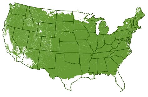Sugar Maple Tree Fast Growing