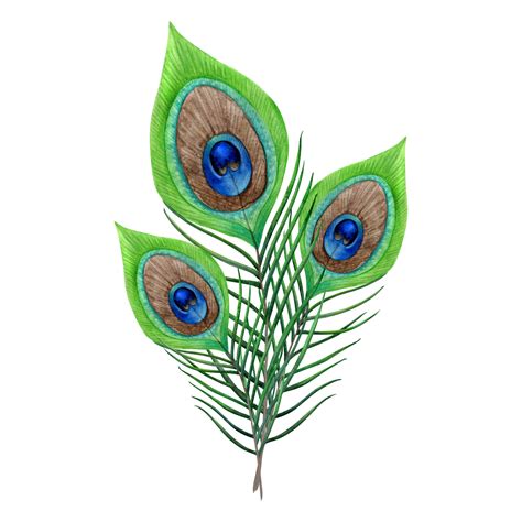 Green Blue Peacock Feathers Bouquet Hand Drawn Watercolor Illustration