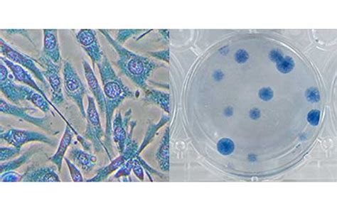 Biology Reagent For Cells Tissuestaining Agent For Cell Staining Nagase Thailand