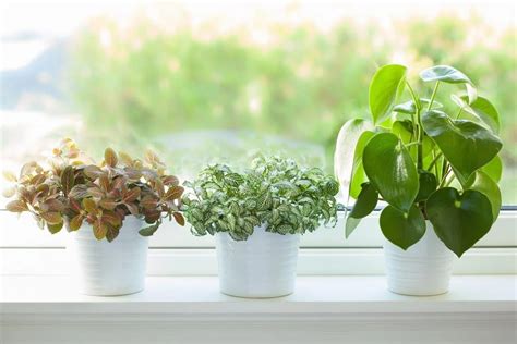 10 Best Indoor Potted Plants That Can Purify Air For Your Home Beadnova