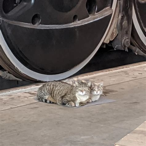 La Emotiva Historia De Félix El Gato Adoptado Por El Museo De Trenes