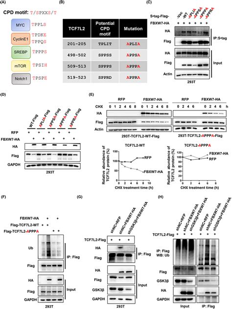 Identification Of The Cdc4 Phosphodegron Cpd Motif In Transcription