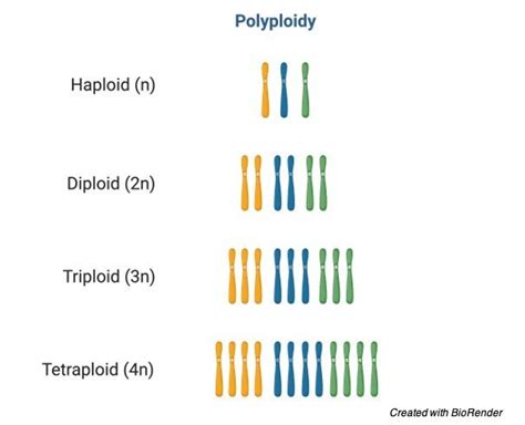 Polyploidy Definition Types Causes And Examples
