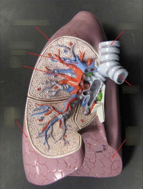 Respiratory System Lung Model Diagram Quizlet