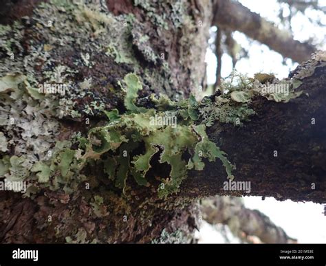 Oldgrowth Specklebelly Lichen Pseudocyphellaria Rainierensis Stock