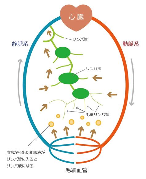 リンパ系について｜リンパ管疾患情報ステーション