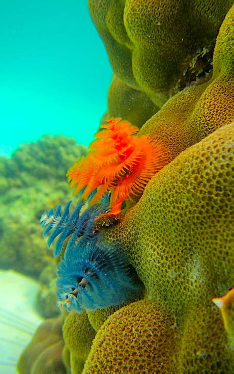 โปรแกรมการฝึกดำน้ำลึกระดับโปร Padi Professional Level Diver Training Programs บนเกาะเต่า Black