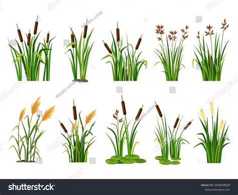 Cat Tail Grass