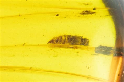 Cretaceous Fossil Bee Hymenoptera In Amber Myanmar For Sale
