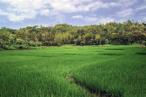 Premium Photo Paddy Fields