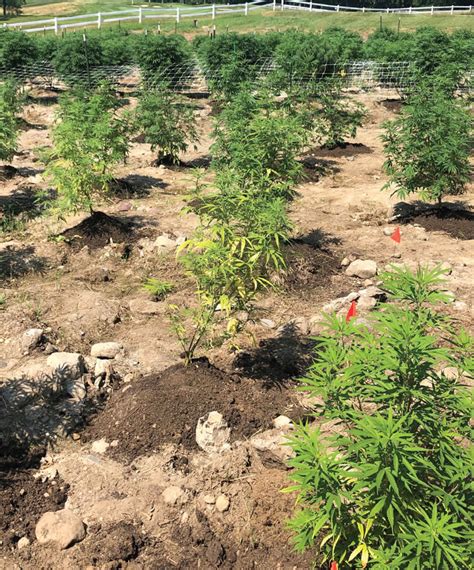 Composting Roundup Biocycle