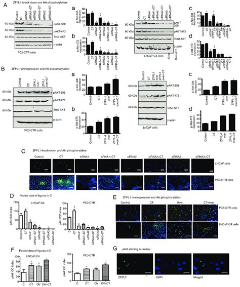 Effect Of Zfpl1 Knockdown On Akt Phosphorylation A The Download