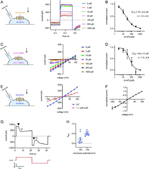 4 ap inhibits tmem175 a left a schematic of whole cell patch clamp