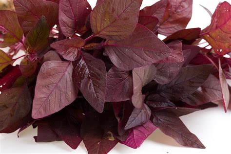 Premium Photo Red Spinach Or Red Amaranth A Bunch Of Farm Fresh