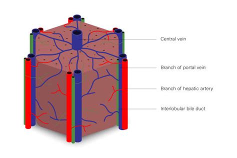 100 Hepatic Artery Illustrations Royalty Free Vector Graphics And Clip Art Istock